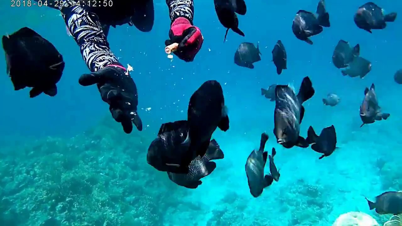 20180427 6d Zamami Island Underwater Highlights - YouTube