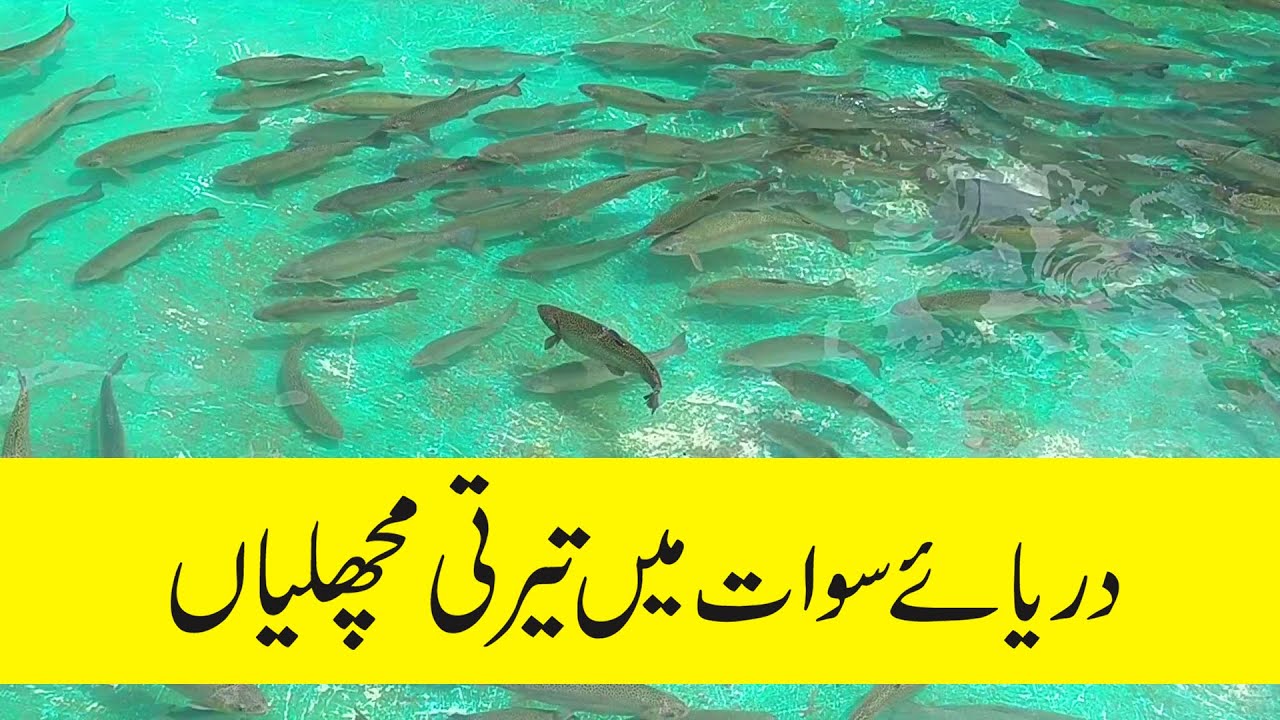 trout fish clear water fishing farming in swat pakistan - YouTube