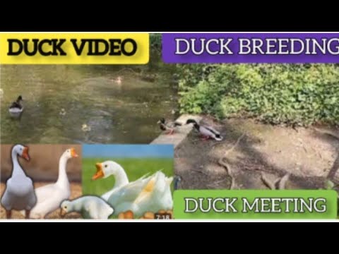 2 Male Duck Meet 1 Female Duck Meeting 2025 - YouTube