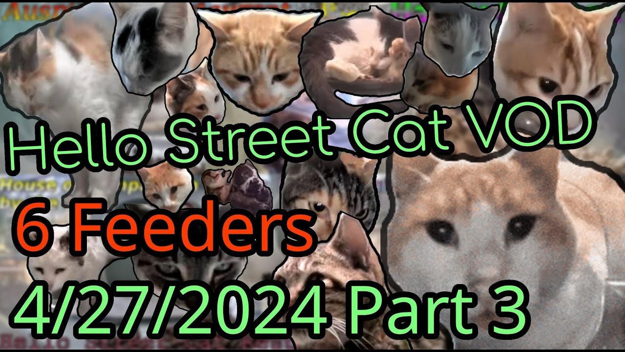 Hello Street Cat VOD - 4/27/2024 Part 3 - YouTube
