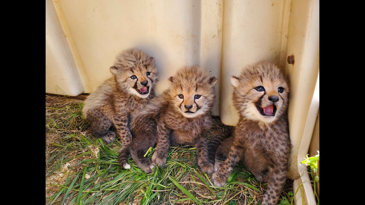 Adorable Baby Cheetah Cubs Play in the Mist - YouTube