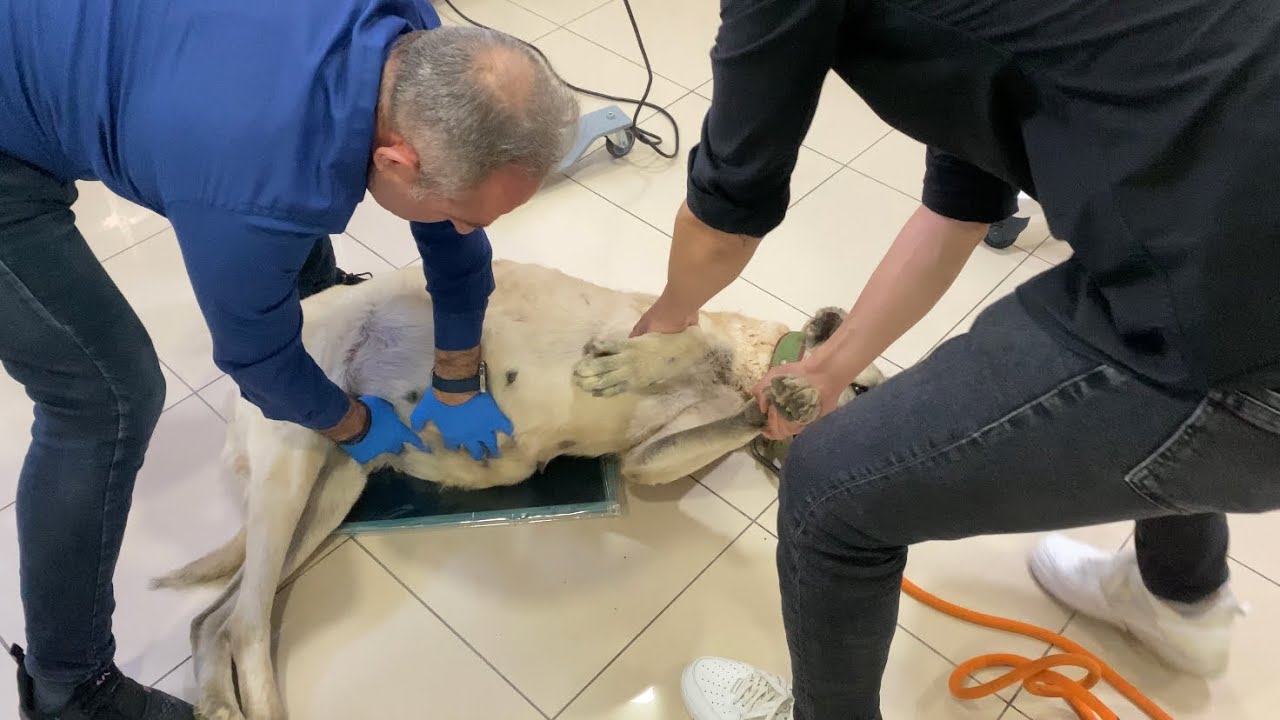 SULTANI VETERİNERE KALDIRDIM KARNINDAKİ TUHAF ŞİŞLİĞE RÖNTGENLE BAKTIK ...