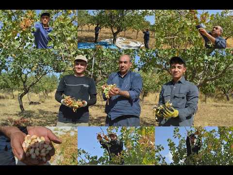Çocuklarıyla başladı, şimdi torunlarıyla fıstık topluyor 45 yıllık hasat hikâyesi