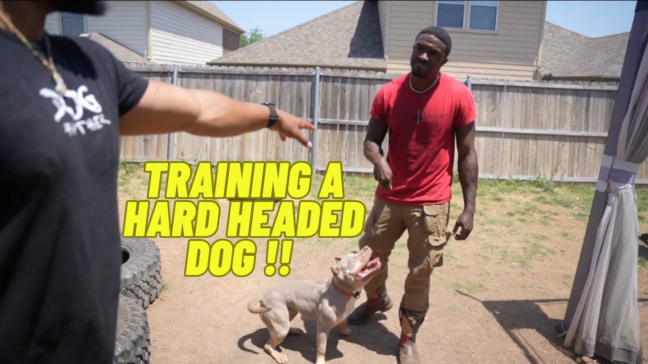 Training A Hard Headed Dog !! Fit Bully Cha Cha - YouTube