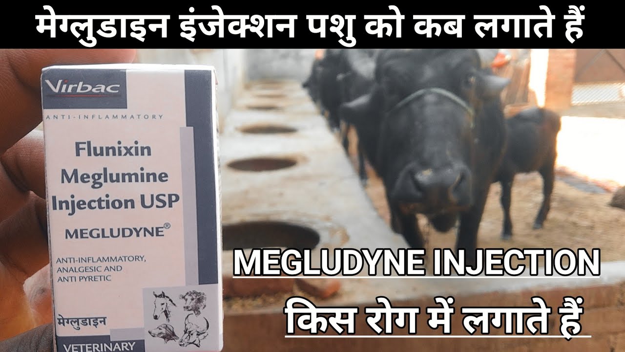 How to use veterinary Megludyne injection || पशुओं में मैग्लुडाईन ...
