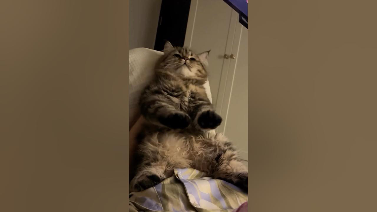 This cat is vibin 🐱 - YouTube