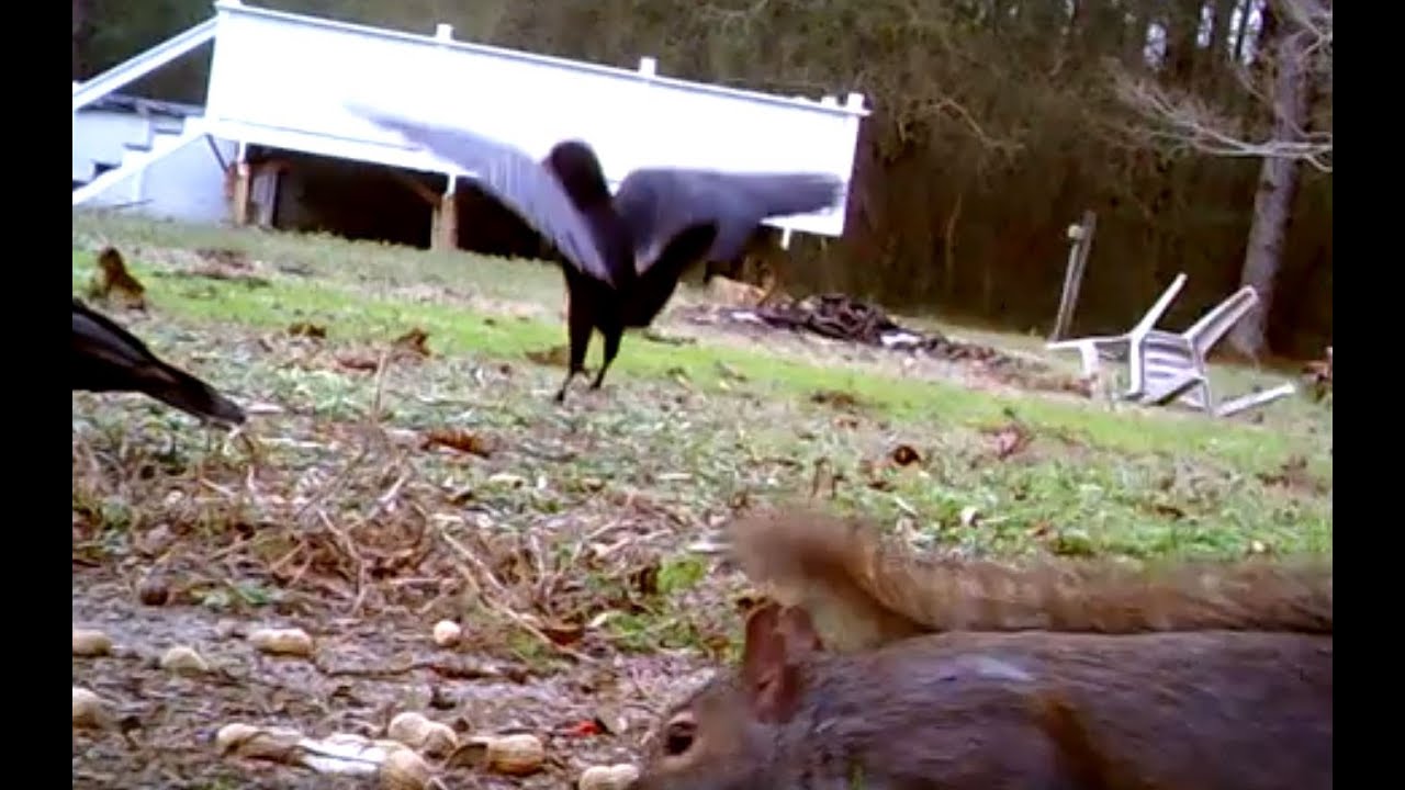 Crow Startled by Squirrel - YouTube