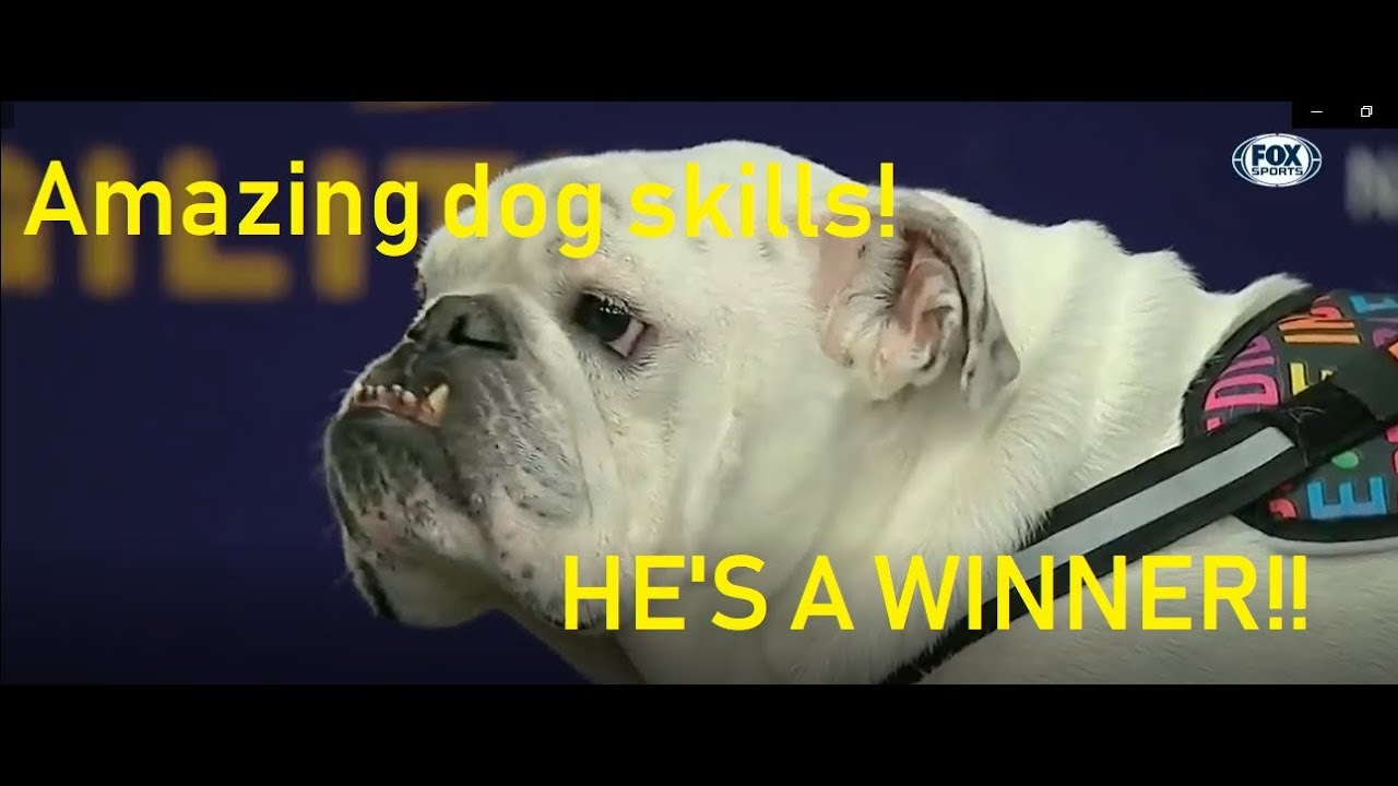 A dog wins the competition!! Amazing! - YouTube