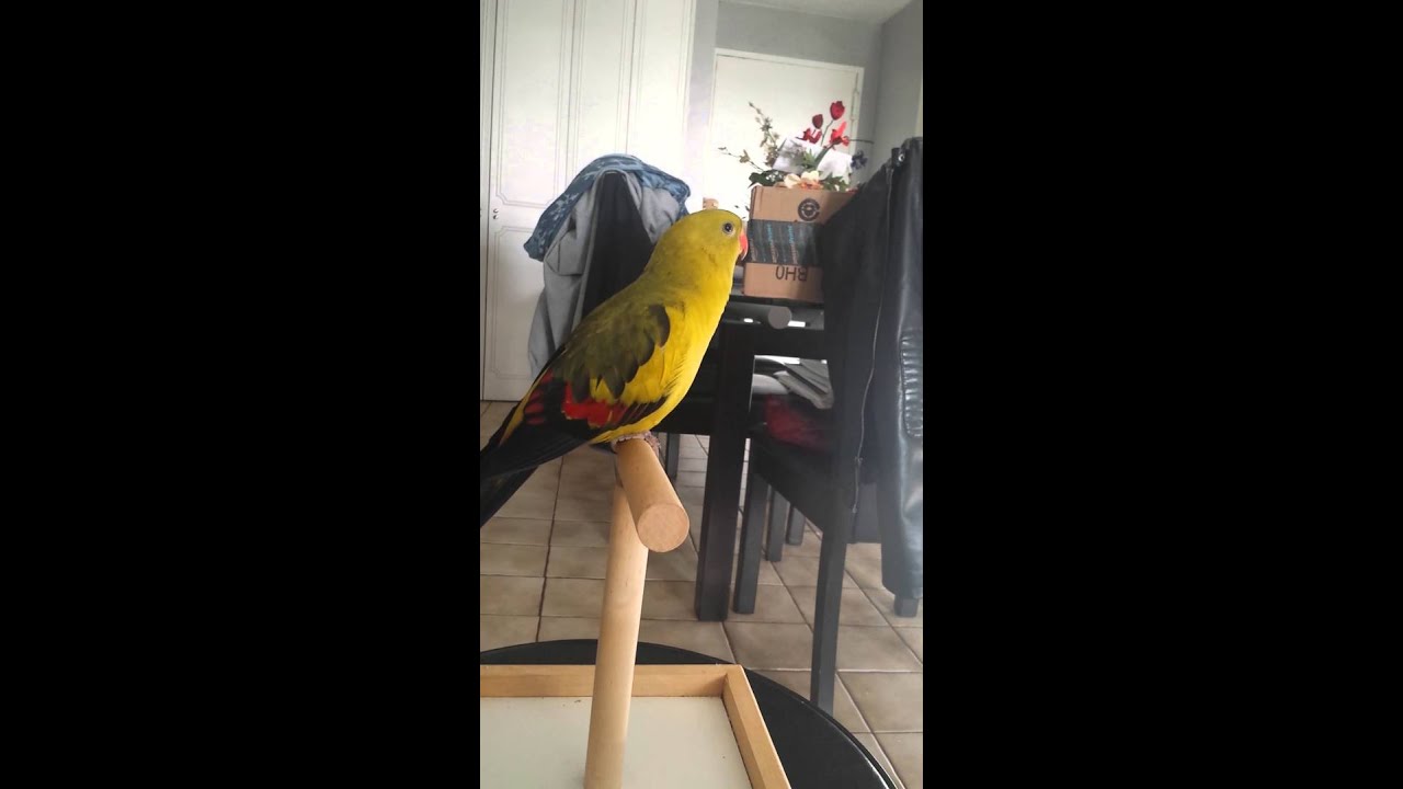 Rock pebbler (Regent Parrot) Midori Prayer - YouTube