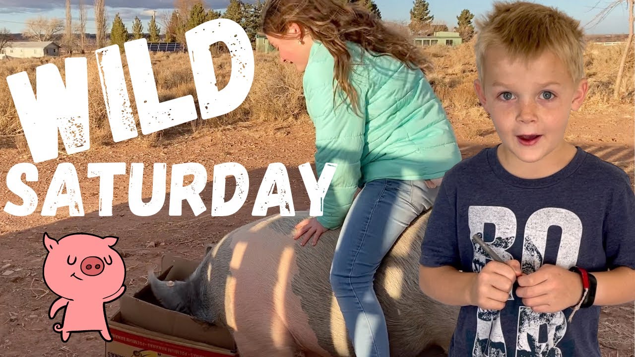 WILD SATURDAY | RIDING A PIG - YouTube