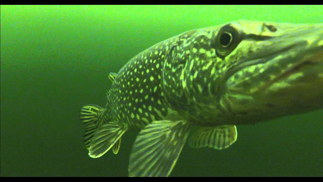 GoPro Fishing: Curious Pike! - YouTube