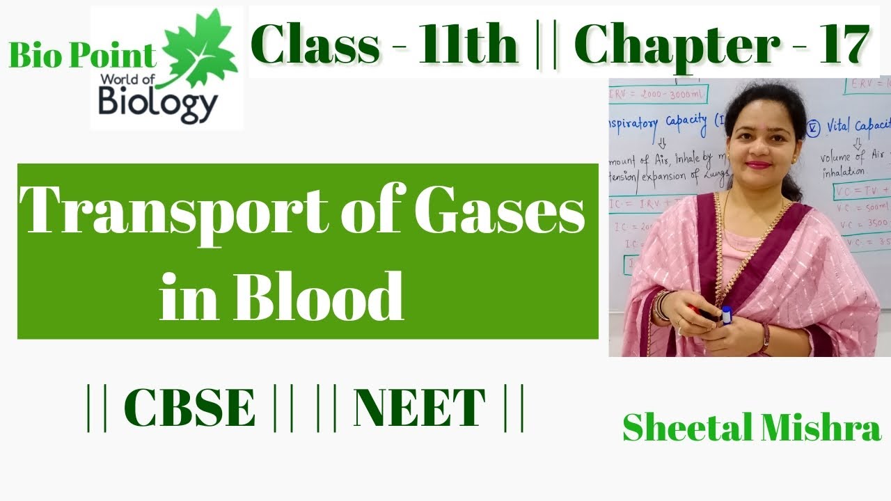 Transport of gases in blood | Bio. Point | Hamburger phenomenon ...