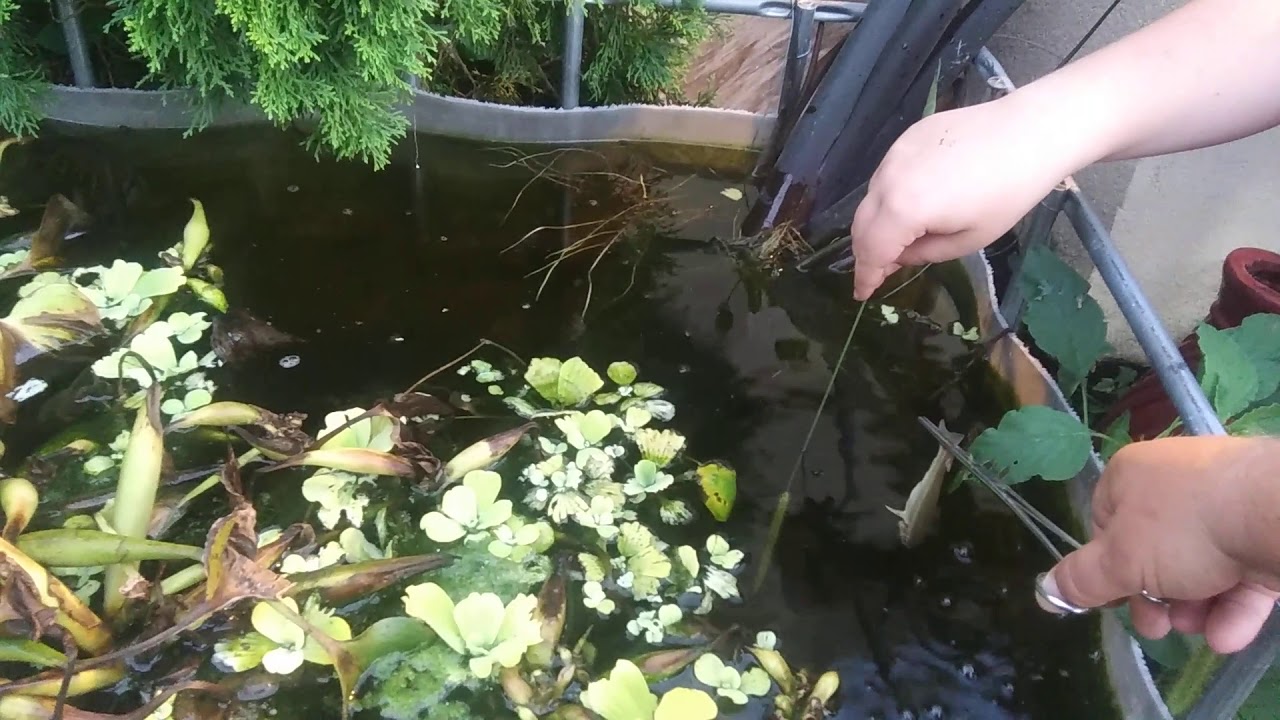 4 pound bass eats 4 inch bluegill and creek chubs - YouTube