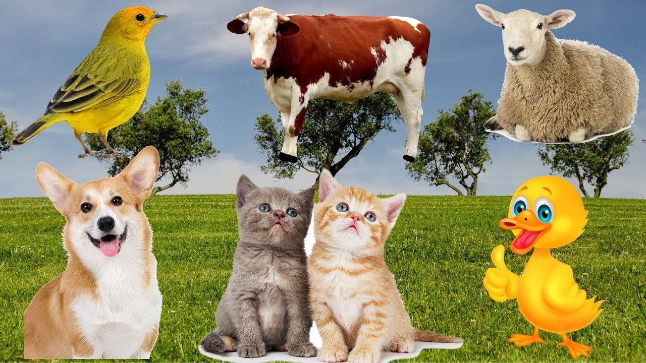 Magical Animal Moments with Peaceful Sounds | Dogs, Cats, Elephants ...