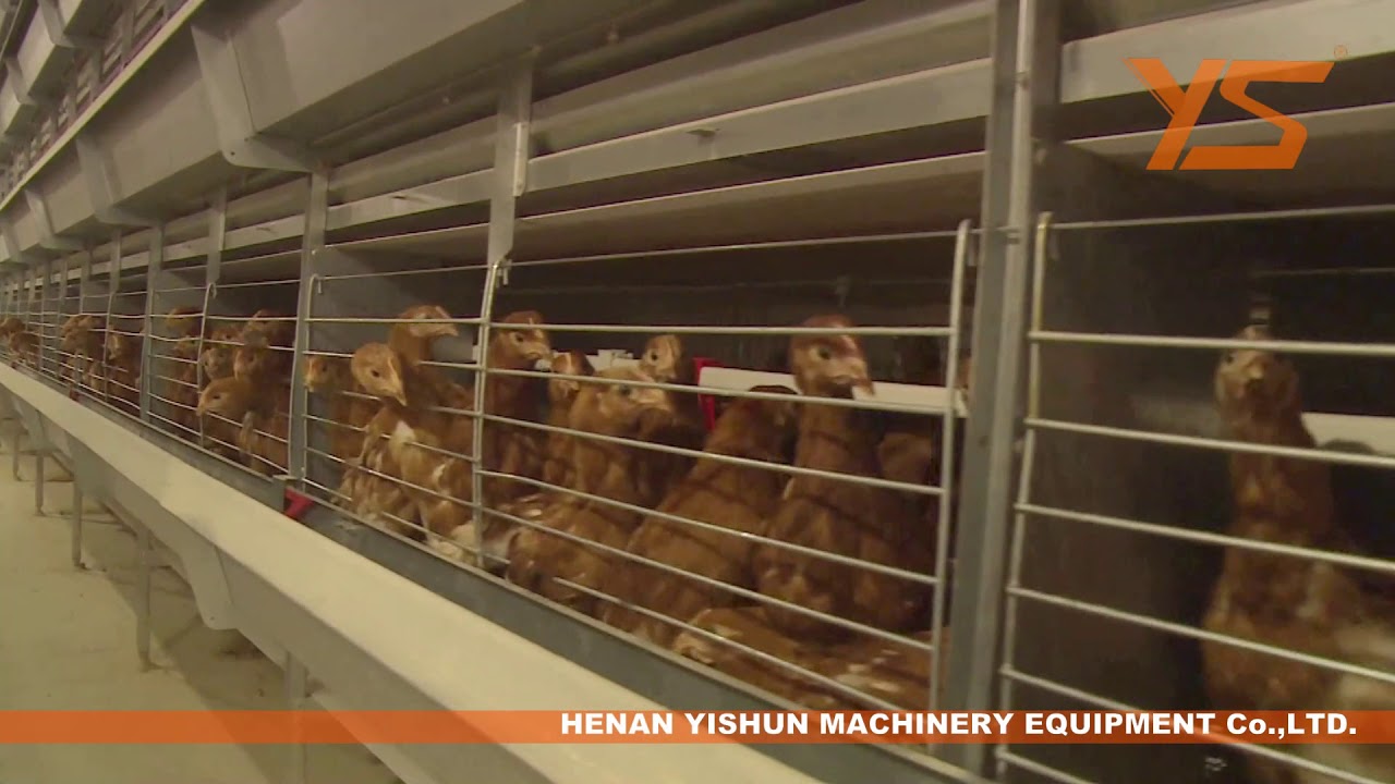 brood rearing equipment fully automatic equipment - YouTube