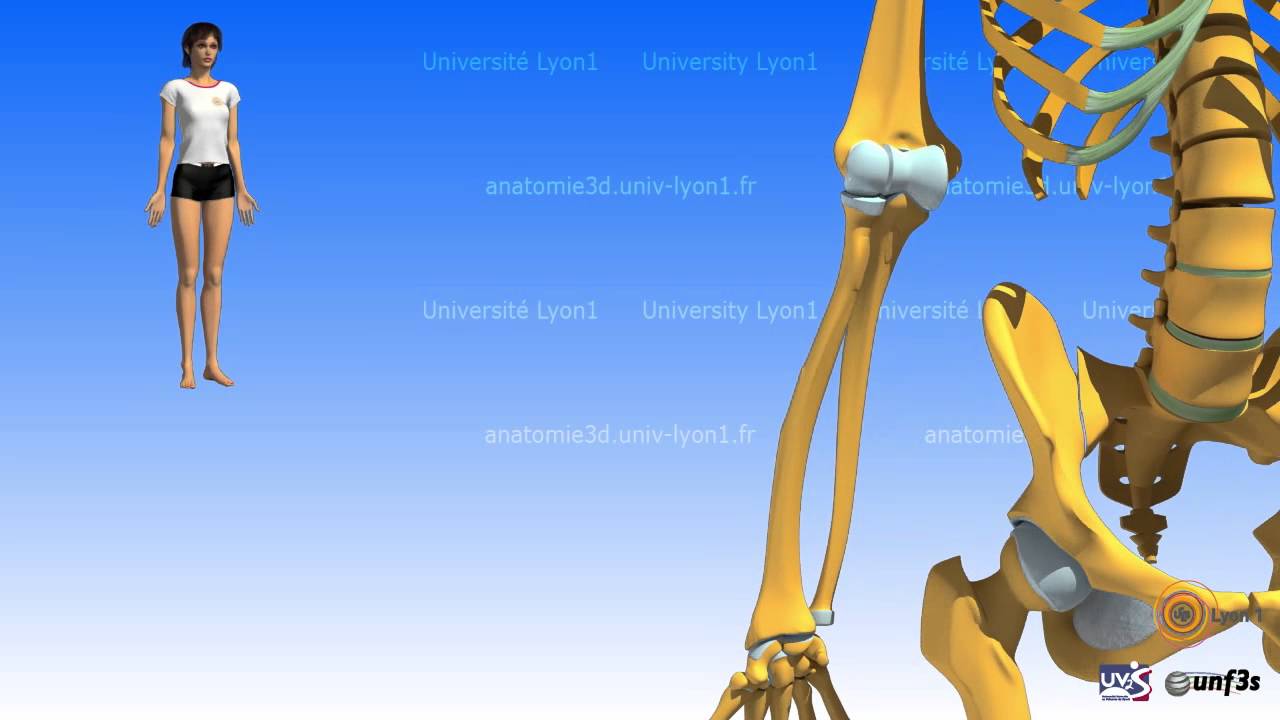 Pronación Y Supinación