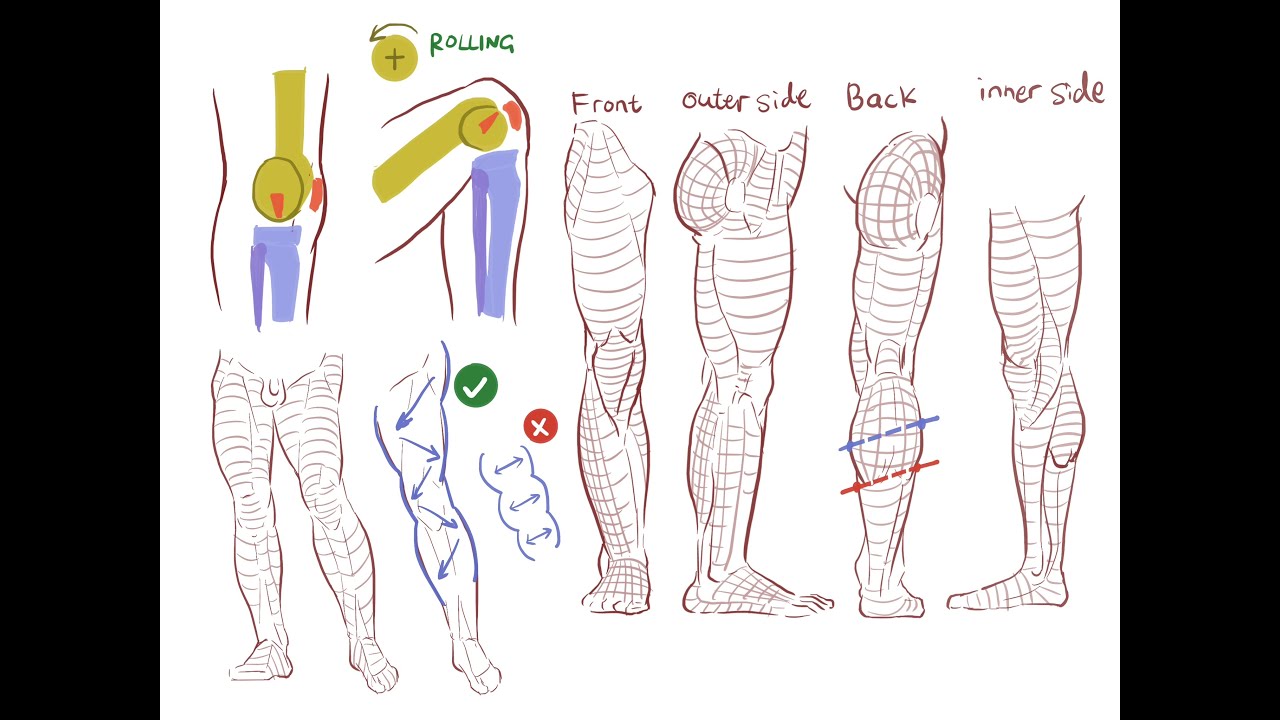Collection of leg Structure Study - YouTube