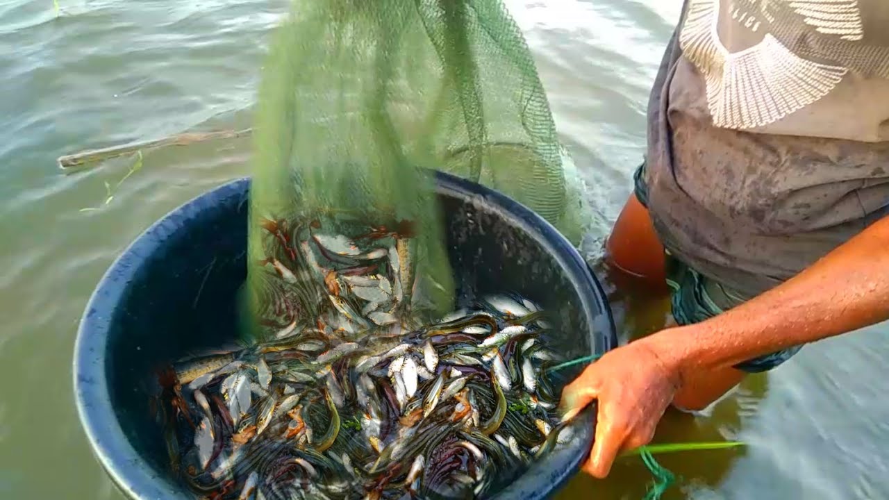 Amazing China Net Fishing by Village boy on River | Amazing China Nets ...