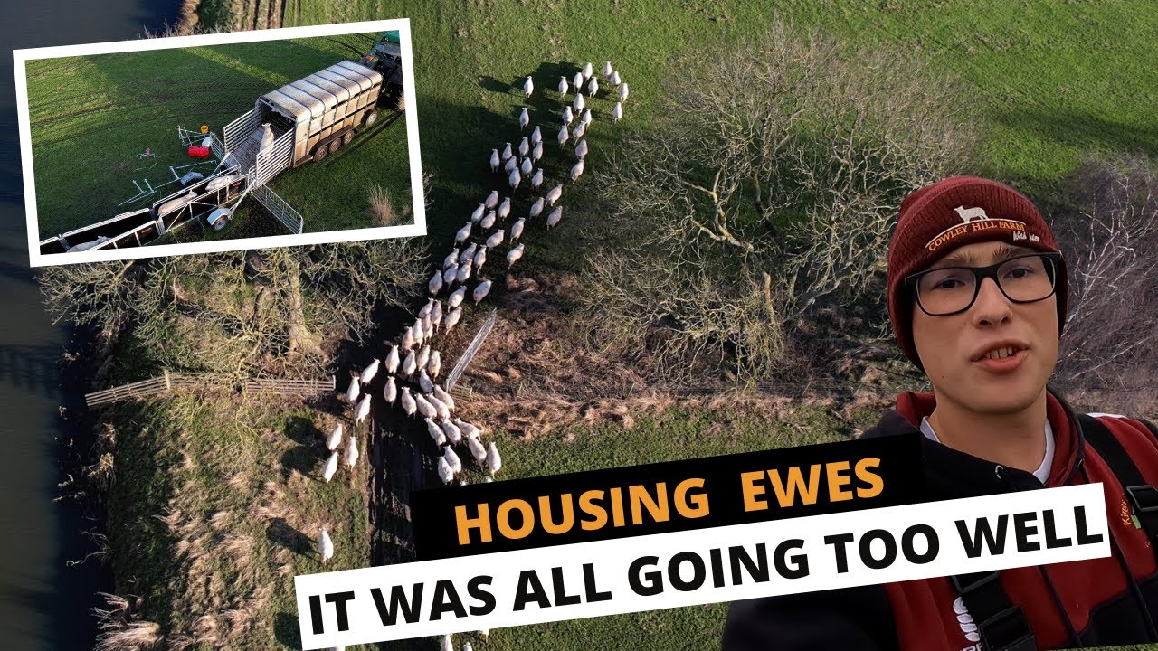 HOUSING THE EWES | “IT WAS ALL GOING TOO WELL…” - YouTube