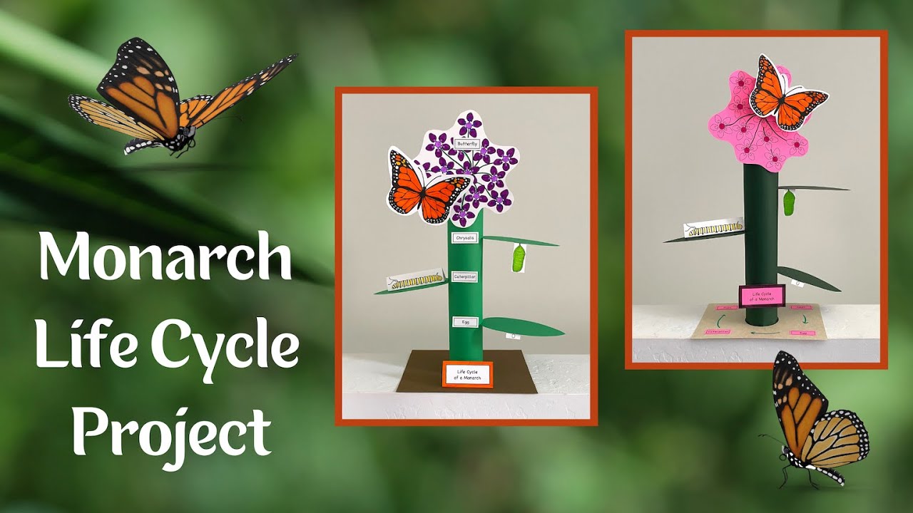 Monarch Life Cycle Project - YouTube
