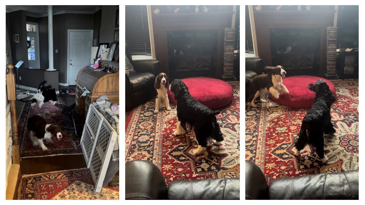 What My Dogs Do On A Rainy Day| Ember And Cole The English Springer ...