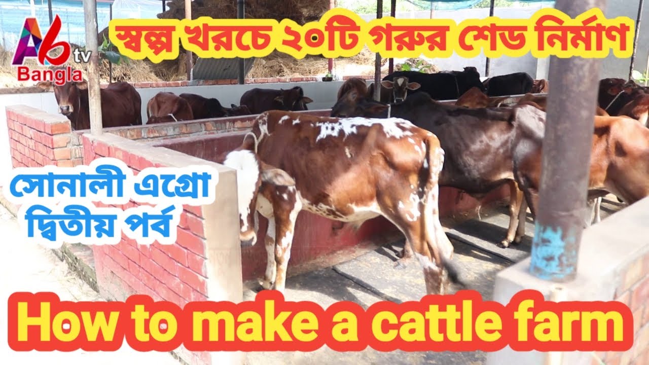 How to make cow farm | ২০টি গরুর শেড নির্মাণ | স্বল্প খরচে কিভাবে তৈরি ...