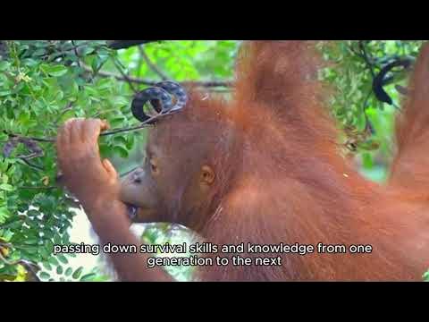 Guardians of the Canopy The Life and Wisdom of Orangutans - YouTube