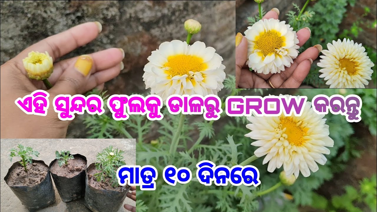 HOW TO GROW BIJLI FLOWER FROM CUTTINGS ll ANNUAL CHRYSANTHEMUM କୁ ଡାଳରୁ ...