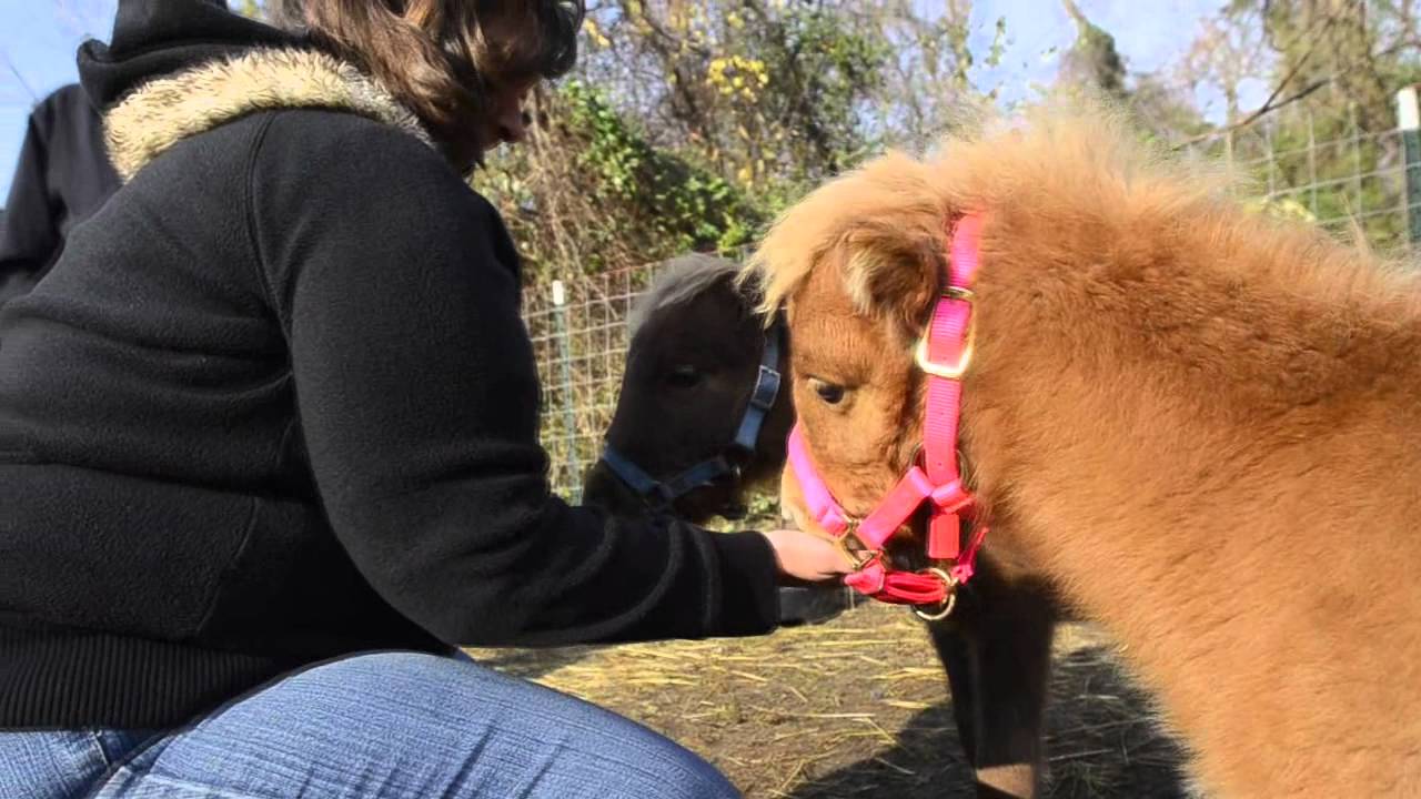 Mini's Making Miracles - YouTube