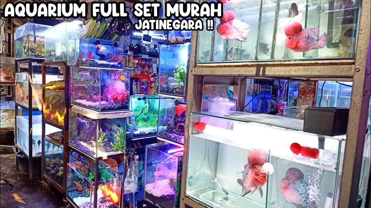 AQUARIUM FULL SET MURAH‼️UPDATE HARGA AQUARIUM & LOUHAN || PASAR IKAN ...