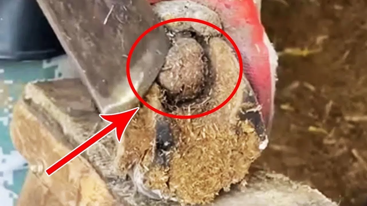 A Lump Grew In The Middle Of A Donkey's Hoof, And It Was Full Of Worms ...