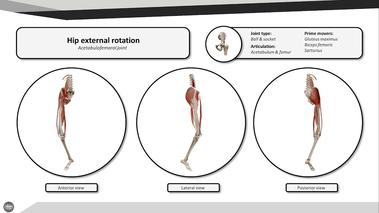 Hip external rotation - YouTube