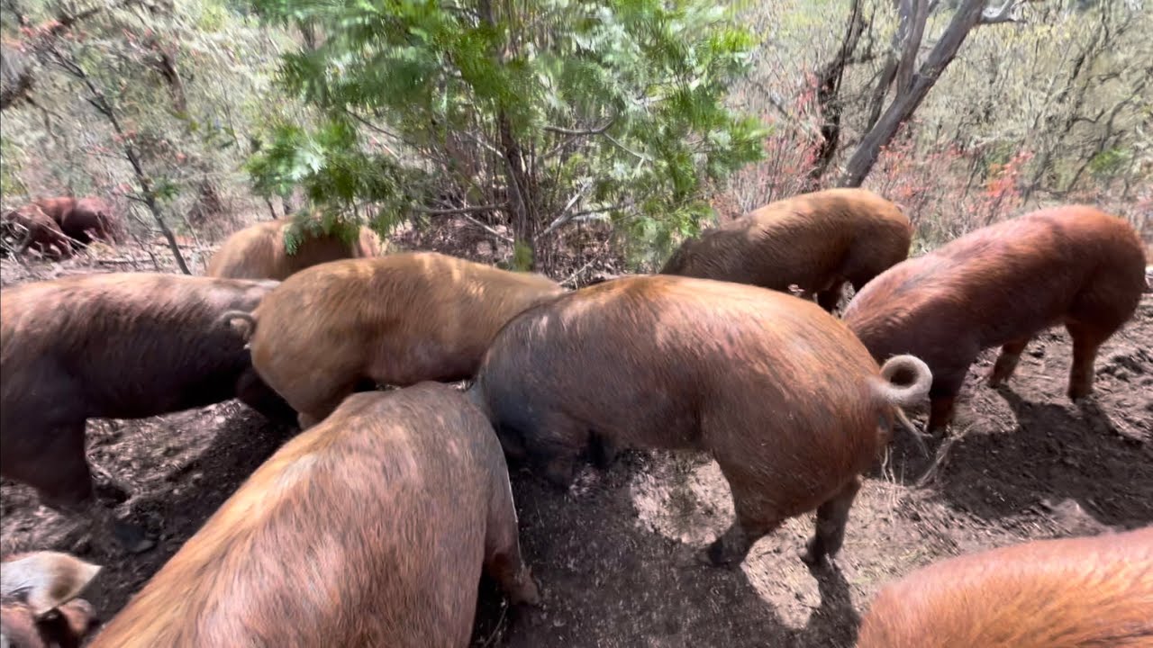 Red wattle & Tamworth cross mangalitsa. 23rd weeks update. Pigs are ...