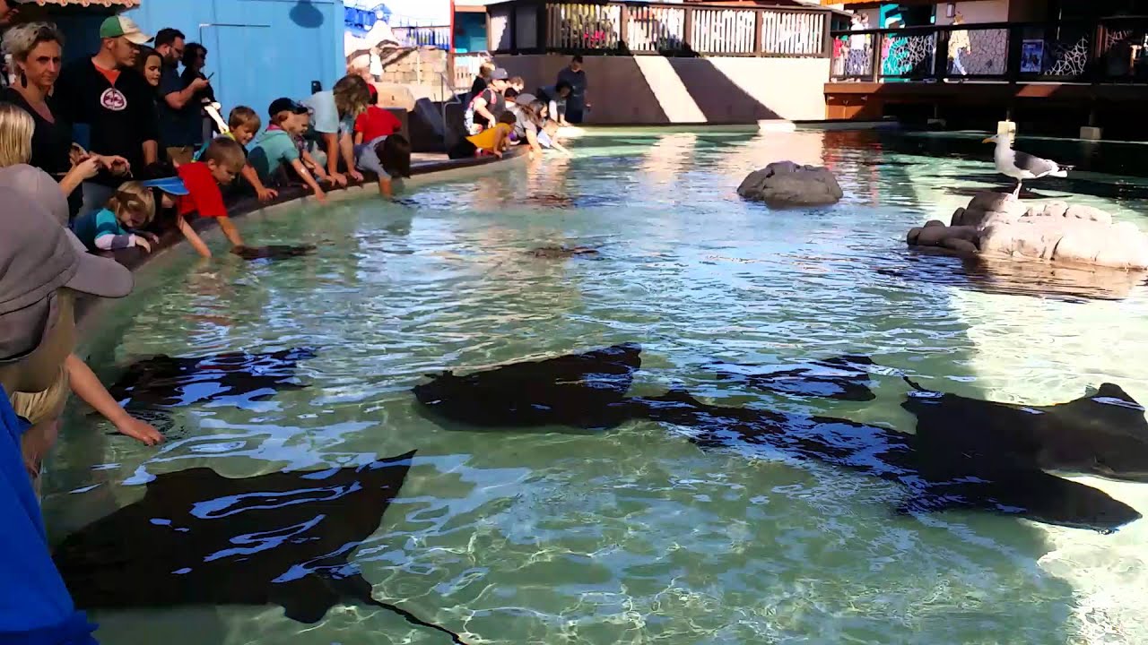 Stingray. Scary!!! - YouTube