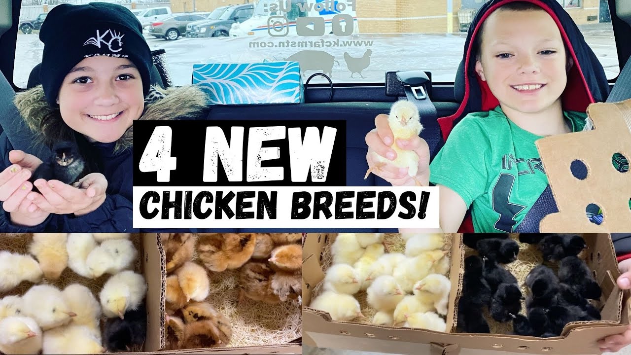 4 New Chicken Breeds on the Farm! - YouTube