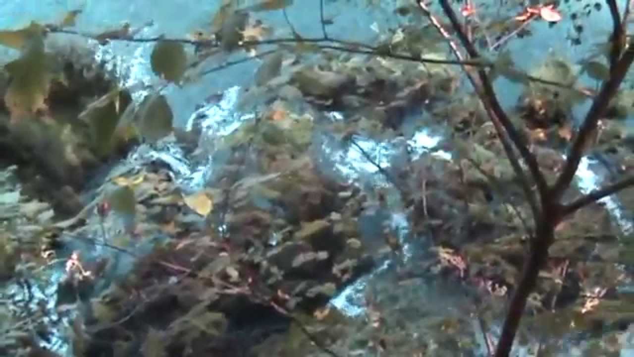 Perućac, reka Vrelo, Drina - YouTube