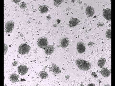 Timelapse of Sponge Aggregation - YouTube