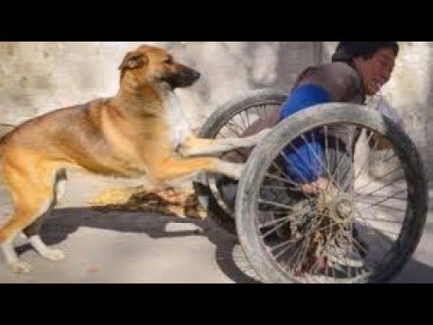 Yardım Sever Ve Sadık Hayvanların İç Isıtan Görüntüleri