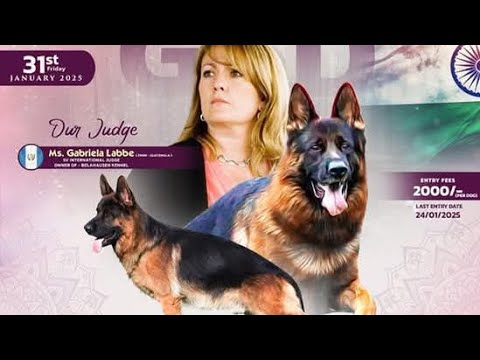 Sahyadri german shepherd society 11th gsd specialty show judge gabriela ...