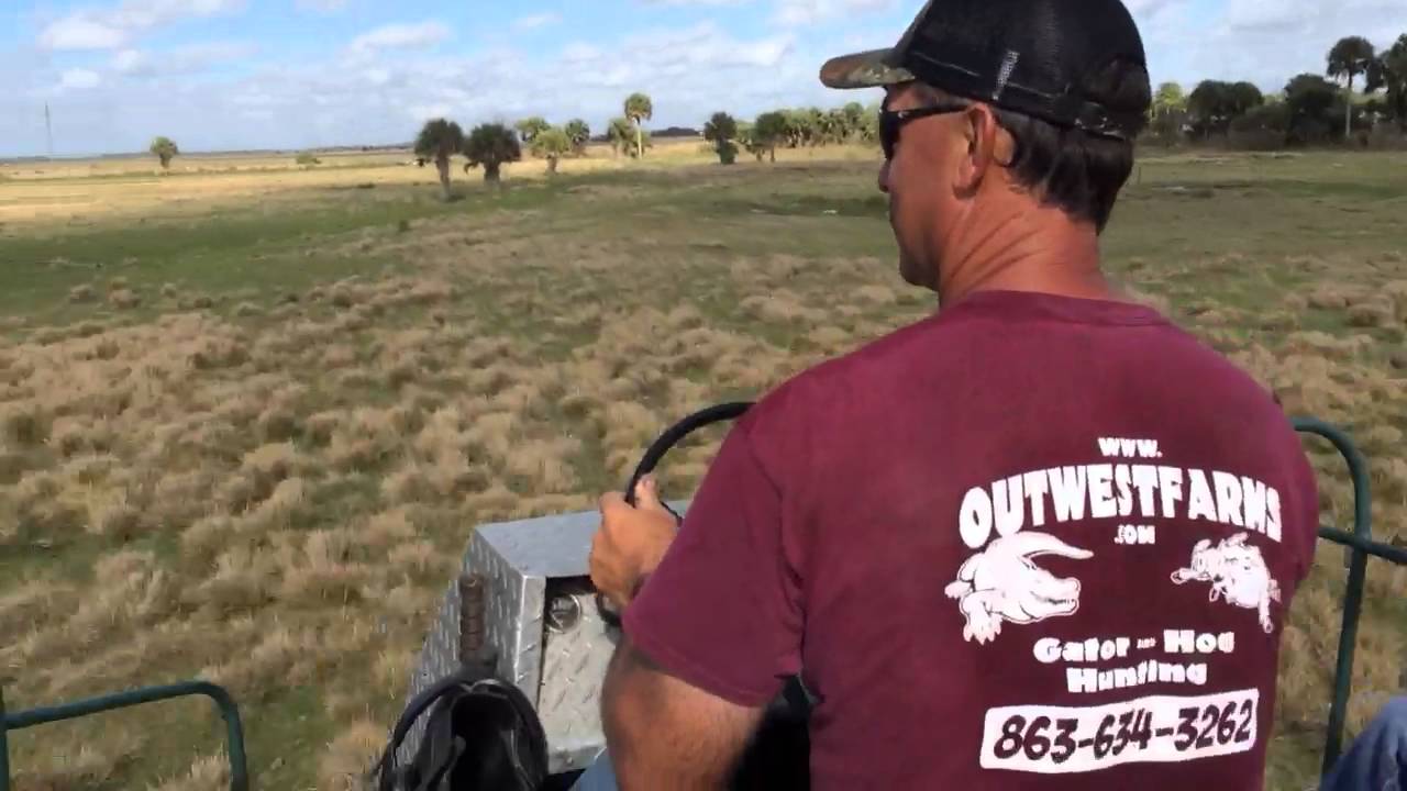 Okeechobee trophy hog hunt - YouTube