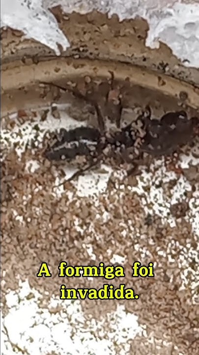 A formiga foi invadida - YouTube
