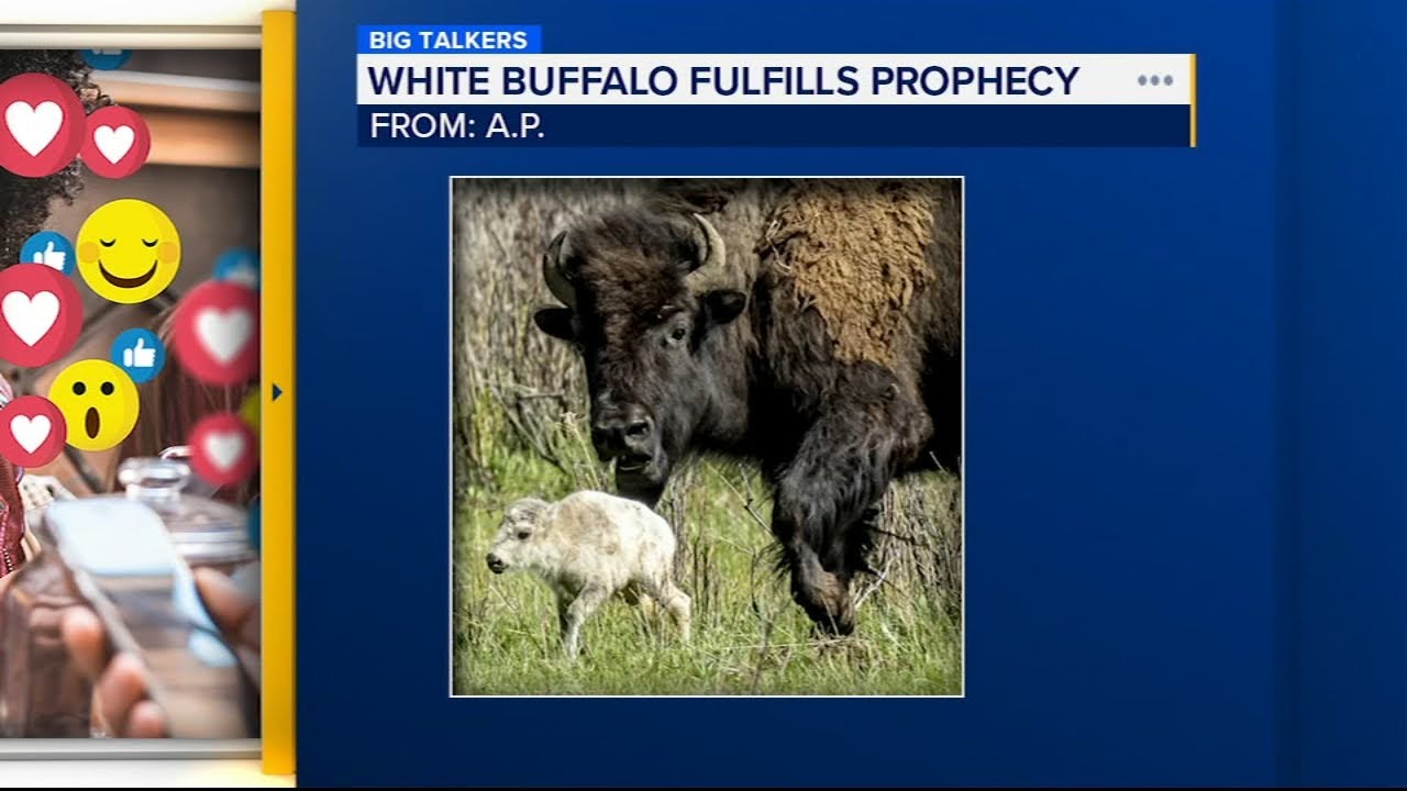Reported birth of rare white buffalo calf in Yellowstone park fulfills ...