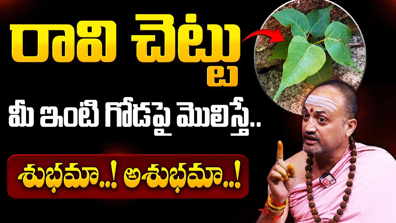 Nandibatla || రావిచెట్టు మీ ఇంట్లో గోడపై పెరిగితే! || Importance of ...
