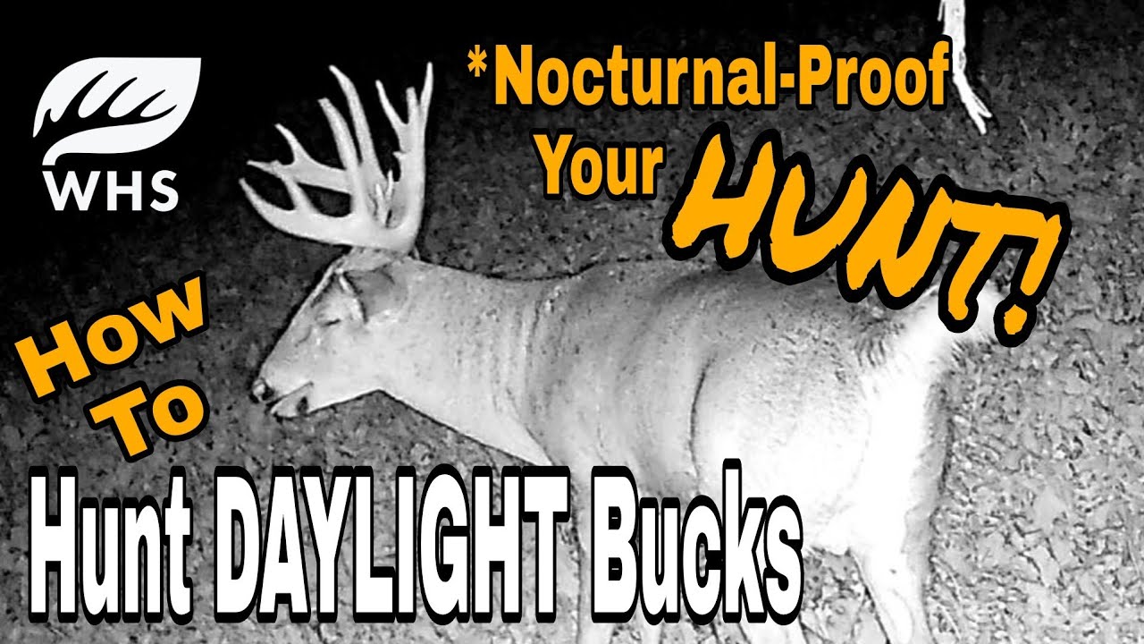 5 Reasons Your Bucks Are Nocturnal - YouTube