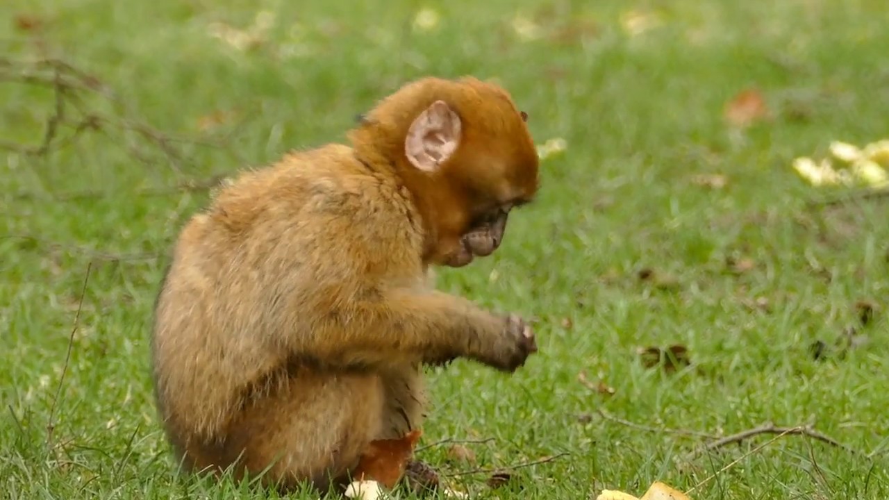 Monkey Video For Kids - YouTube