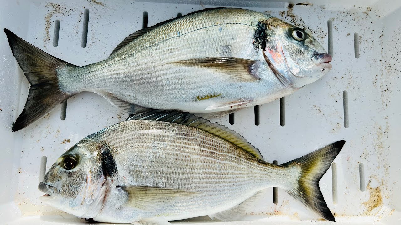 Orate in scaduta di Maestrale - YouTube