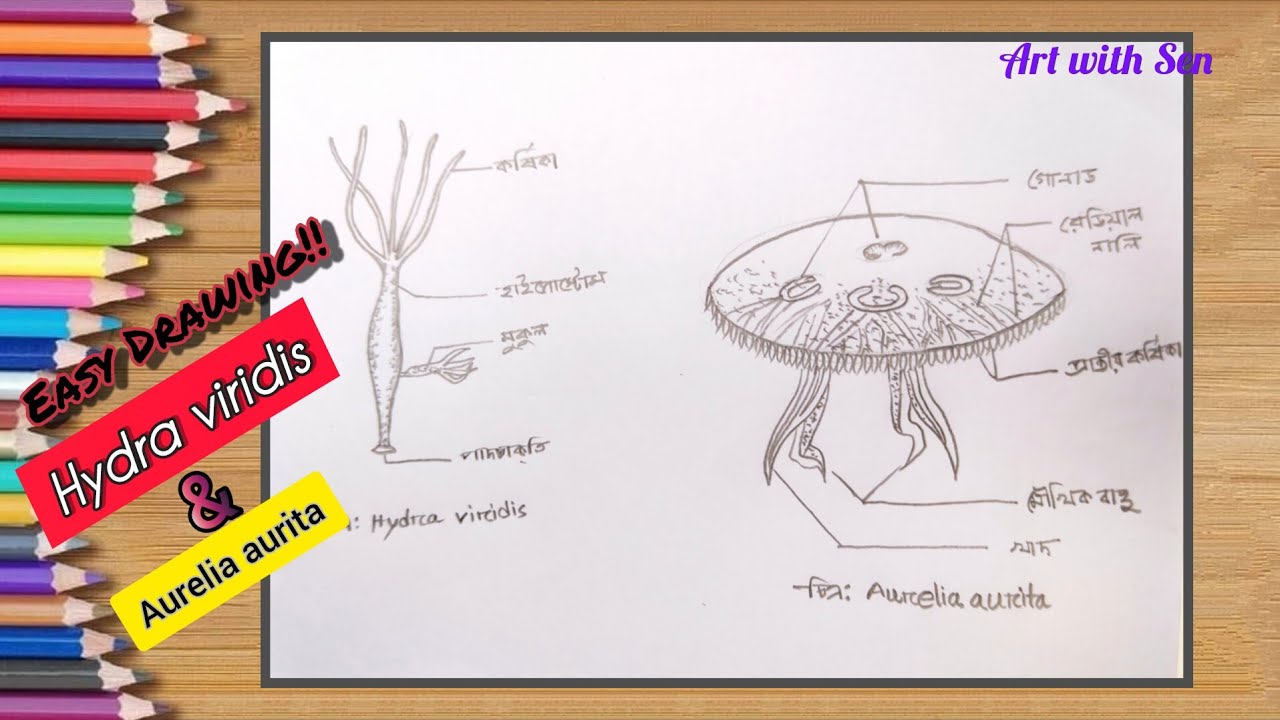 Aurelia Aurita Drawing Tutorial | HSC Biology Practical - Art with Sen ...