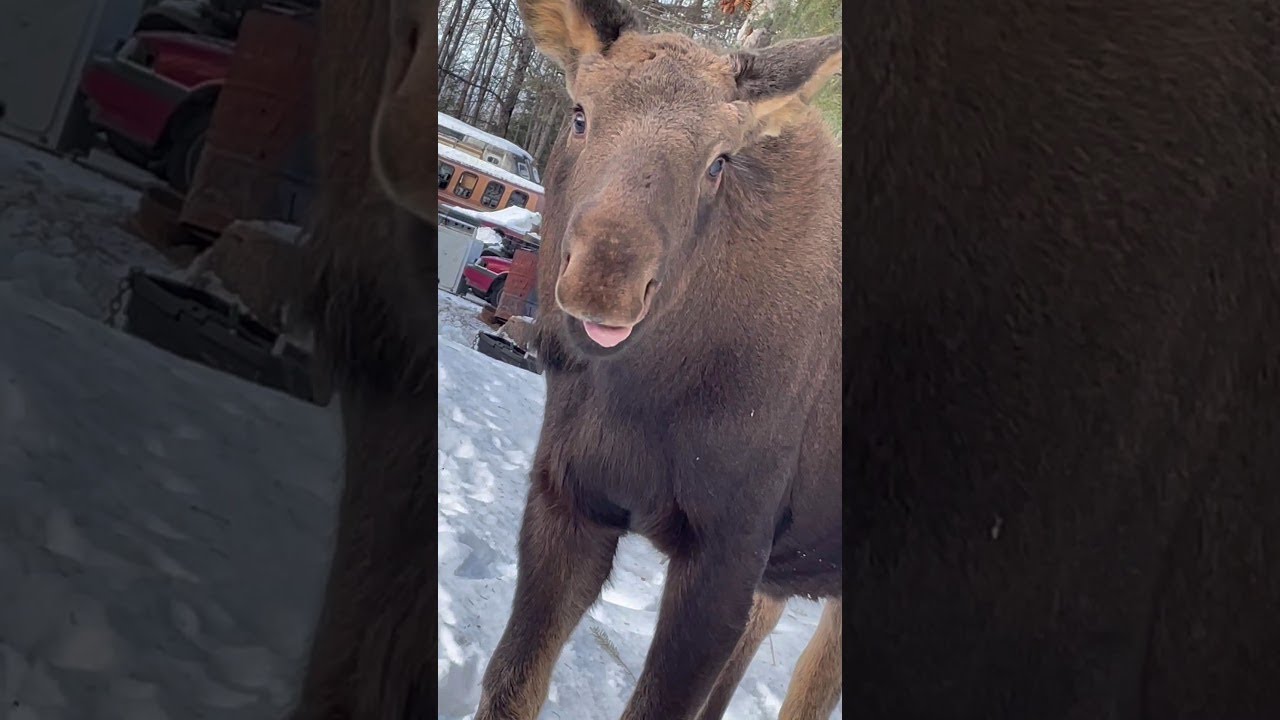 Man Becomes Friends with Moose || ViralHog - YouTube