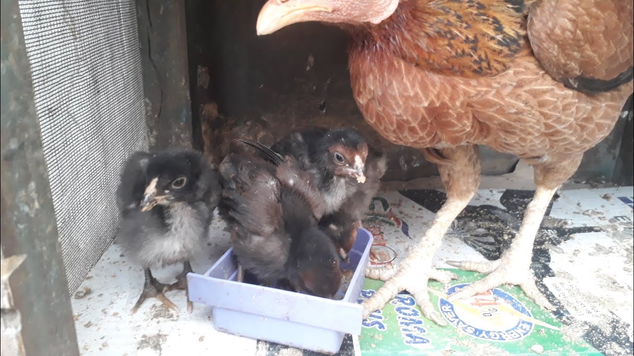 day 20 aseel chick - YouTube