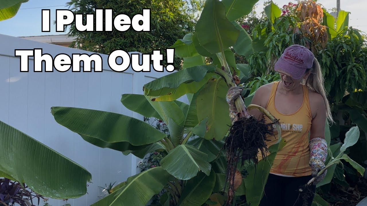 Thinning Banana Plants 🌿 | Replanting Banana Pups & Moving My Lychee ...